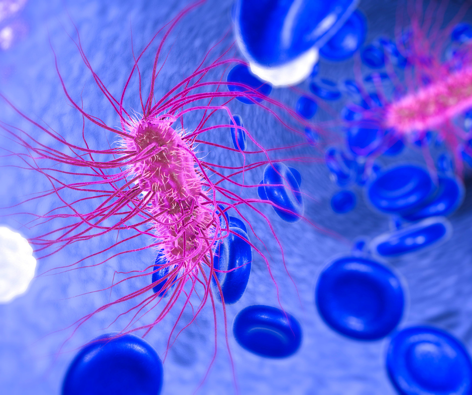 E. coli monitoring - STEC 2024 - State veterinary institute prague
