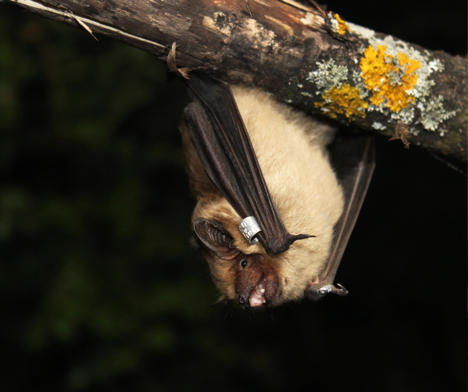 Presence of rabies in an serotine bat - State veterinary institute prague