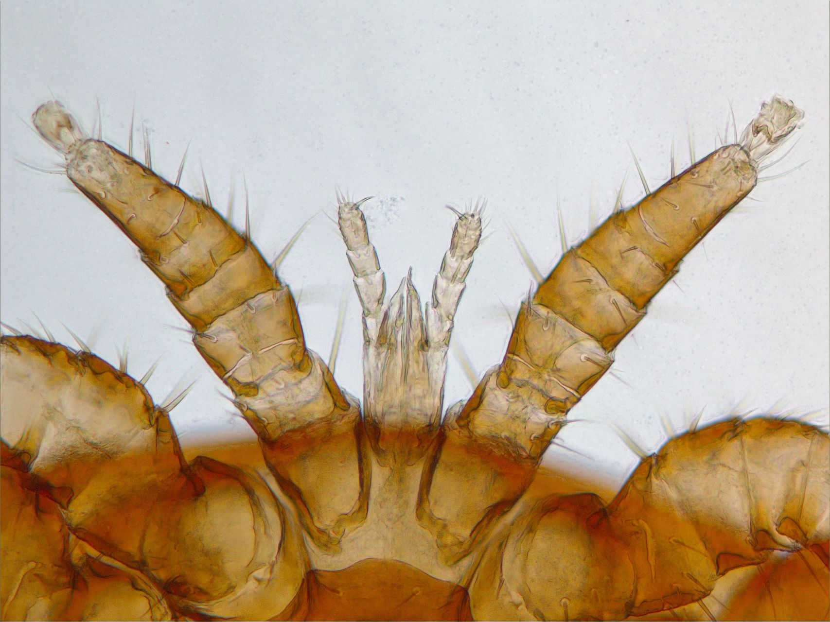 Pathology and parasitology - State veterinary institute prague