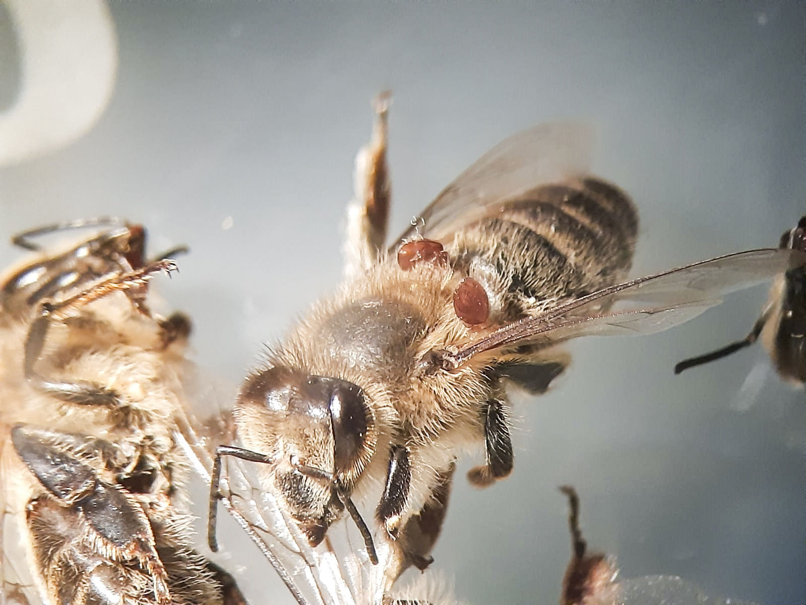 Varroáza - Státní veterinární ústav Praha